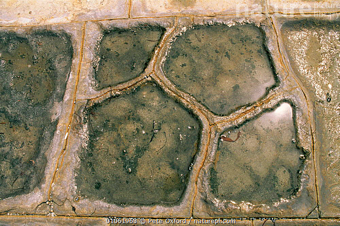 Stock photo of Tesselated pavement Natural geological feature Tasmania ...