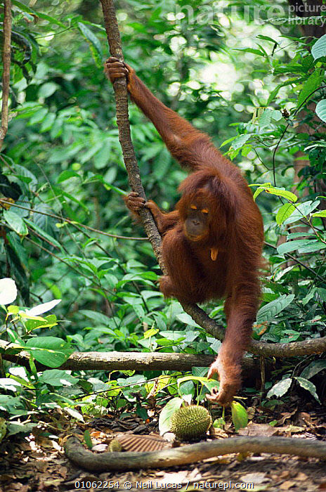 Stock photo of Female Orang utan {Pongo pygmaeus} reaching for Durian ...