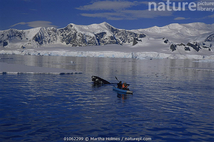 Stock photo of Cameraman Doug Allan in kayak filming Humpback whale for ...