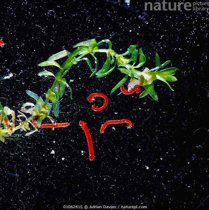 Stock photo of Blood worms, larvae of midge {Chironomus sp} UK ...
