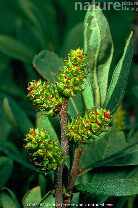 Stock photo of Bog myrtle fruits {Myrica gale} Scotland, UK. Available ...