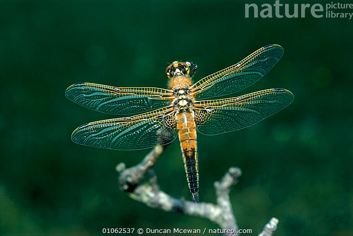 Stock photo of Four spotted libellula {Libellula quadrimaculata ...