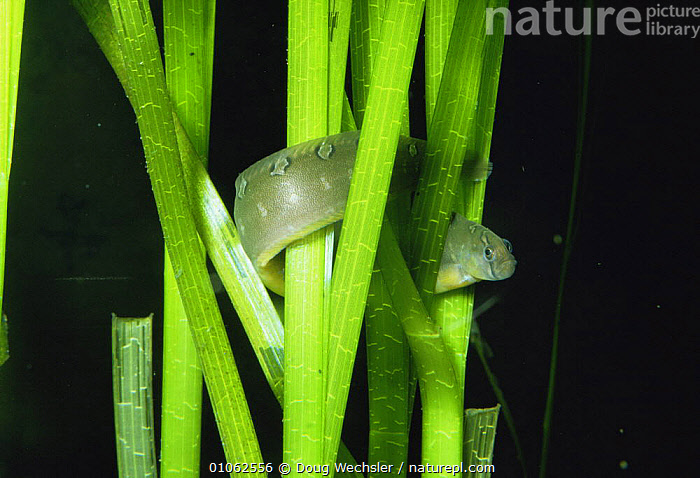 Stock photo of Crescent gunnel in eel grass {Pholis laeta} Puget Sound ...