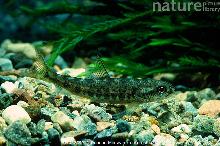Stock photo of Atlantic salmon parr {Salmo salar} Captive. Available ...