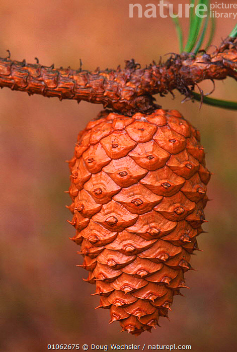 Stock photo of Pitch pine tree {Pinus rigida} cone, Pine Barrens, New ...