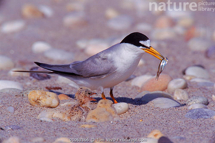 Stock photo of Least tern {Sternula antillarum} bringing food for ...