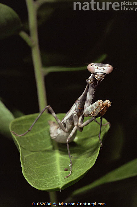 Stock photo of Praying mantis {Mantis vincta} Tsavo NP, Kenya ...