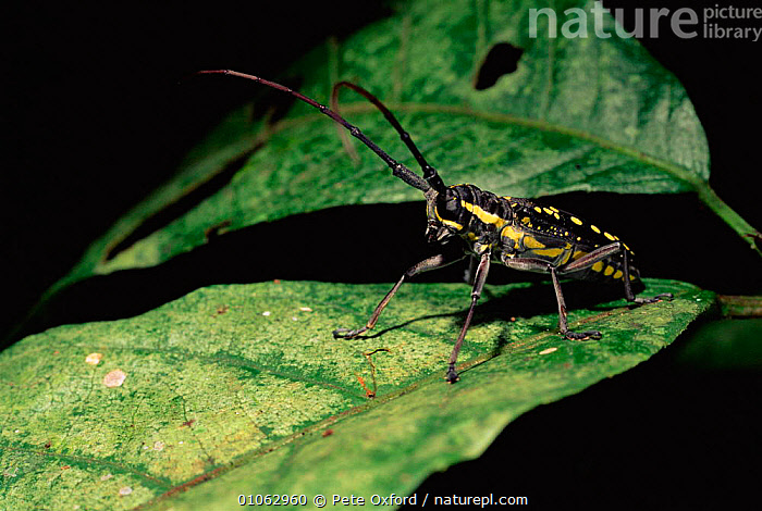 Stock photo of Longhorn beetle, Amazon rainforest, Ecuador. Available ...
