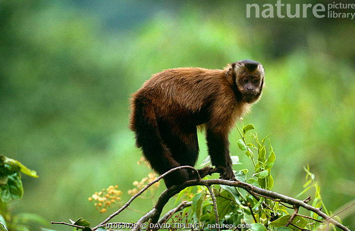 Stock photo of Large headed capuchin (Sapajus macrocephalus) Cloud ...