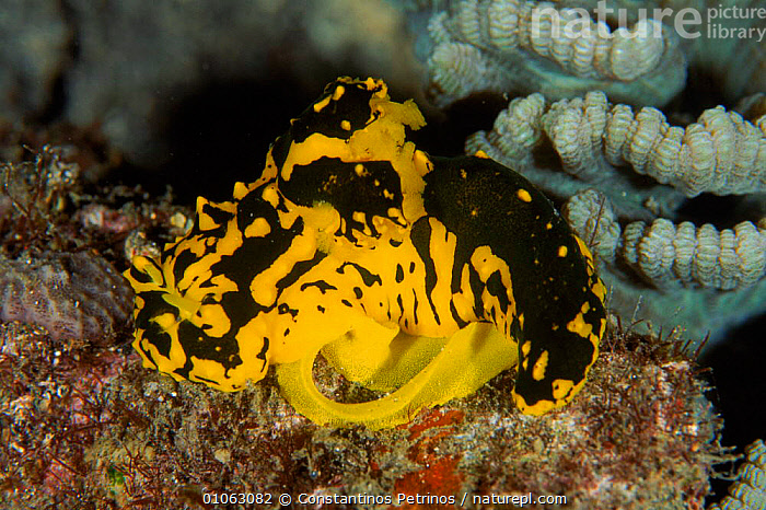 Stock photo of Nudibranch {Notodoris gardineri} laying eggs, Sulawesi ...