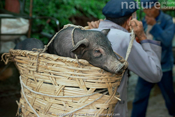 Stock photo of Pig carried to market in Dali, Yunnan province, China ...