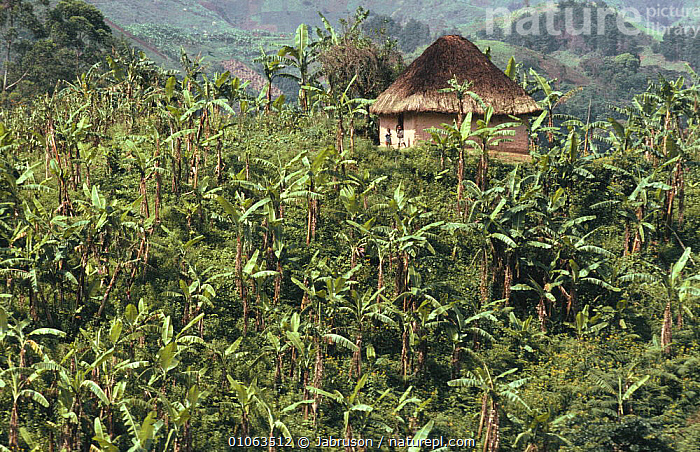 Stock photo of Banana tree (Musaceae) plantation and house, Gisenyi ...