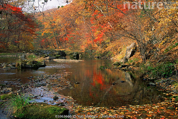 Autumn River Forest Landscape