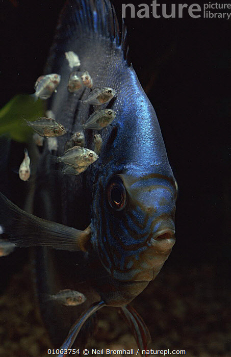 Stock photo of Male Discus fish {Symphysodon discus} with its fry ...