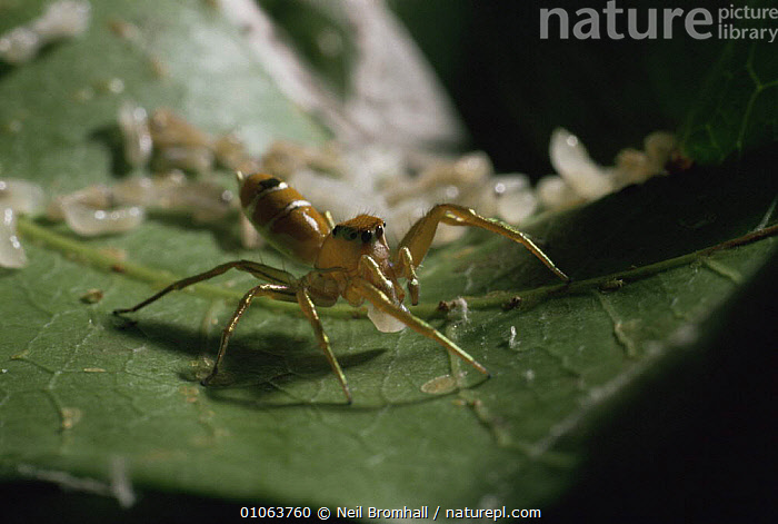 Stock photo of Jumping Spider eating ant larva {Salticidae} Australia ...