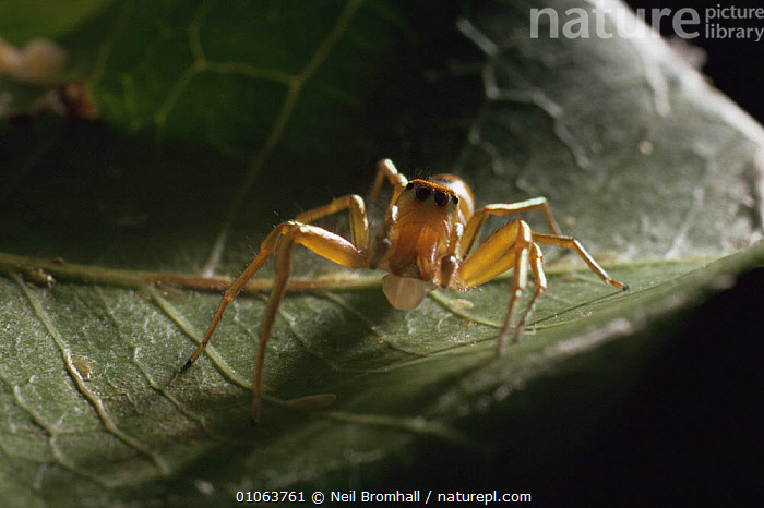 Stock photo of Jumping Spider eating ant larva {Salticidae} Australia ...