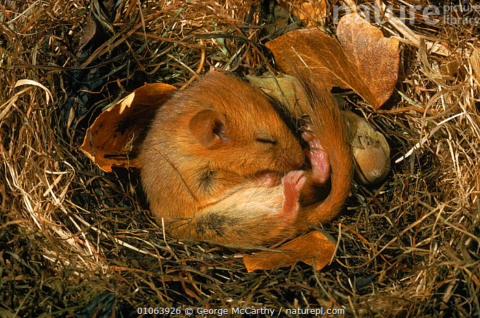 Stock photo of Hibernating dormouse {Muscardinus avellanarius} curled ...