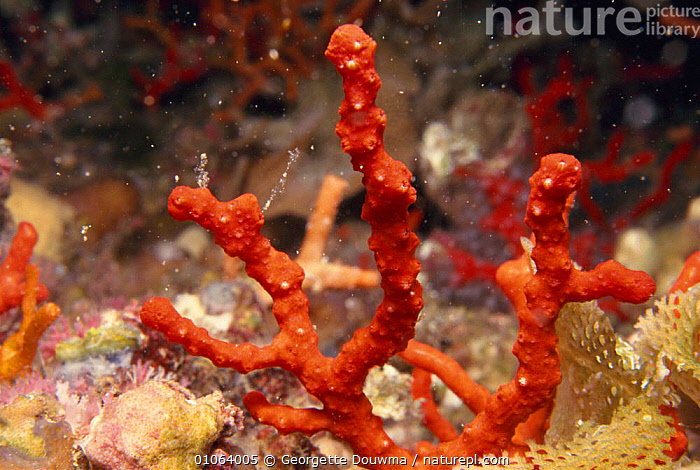 Stock photo of Red coral with polyps retracted {Corallium rubrum ...