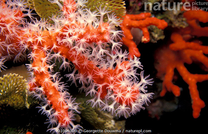 Stock photo of Red coral with polyps extended {Corallium rubrum ...