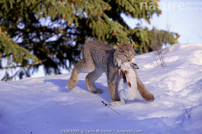 Stock photo of Lynx {Lynx lynx} with Snowshoe hare prey, USA, captive ...