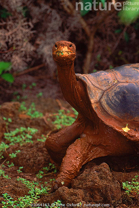 Stock photo of Giant tortoise {Geochelone elephantopus} Charles Darwin ...