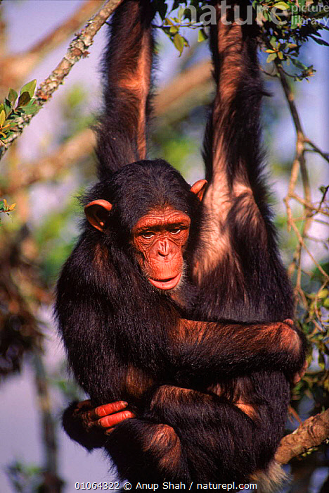 Stock photo of Two Chimpanzees hanging from tree, hugging {Pan ...