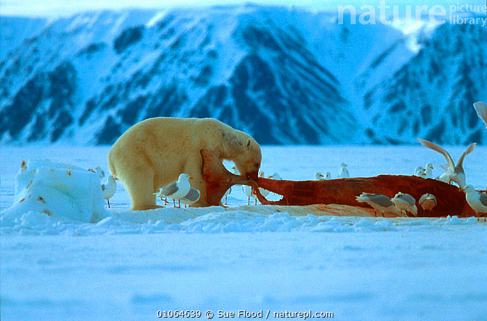Polar Bear Catching Beluga Whale