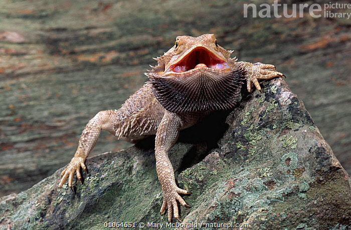 Stock photo of Bearded lizard / dragon {Amphibolumus barbatus} threat ...
