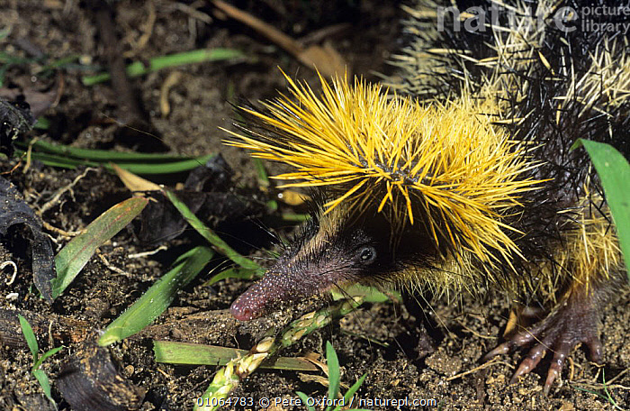 Stock photo of Yellow streaked tenrec (Hemicentetes semispinosum ...