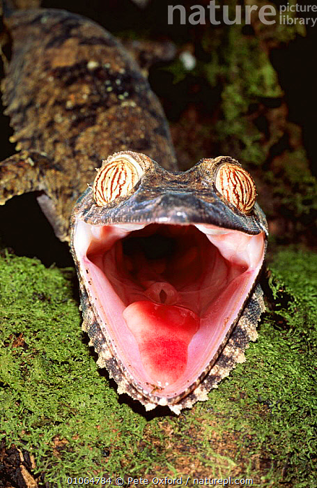 Stock photo of Leaf tailed gecko with open mouth {Uroplatus fimbriatus ...