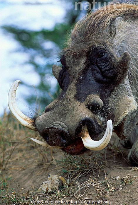 Stock photo of Warthog male head portrait {Phacochoerus aethiopicus ...