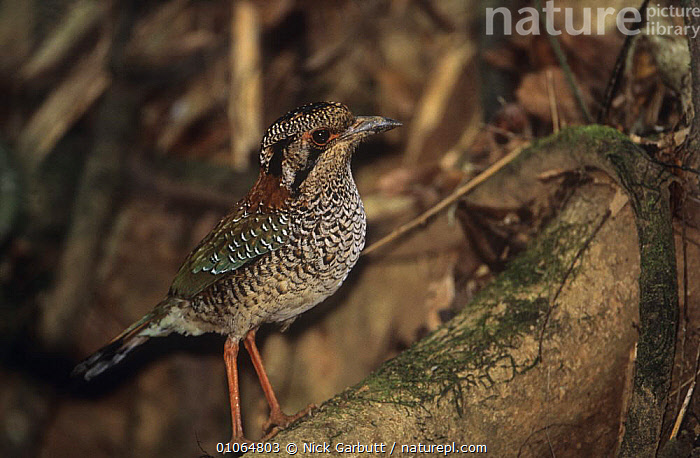 Stock photo of Scaly Ground Roller {Geobiastes squamiger} endemic to ... Stock photo of Scaly Ground Roller {Geobiastes squamiger} endemic to ...