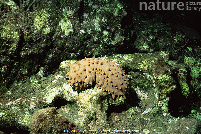 Stock photo of Brown sea cucumber {Isostichopus fuscus} Bartolome ...
