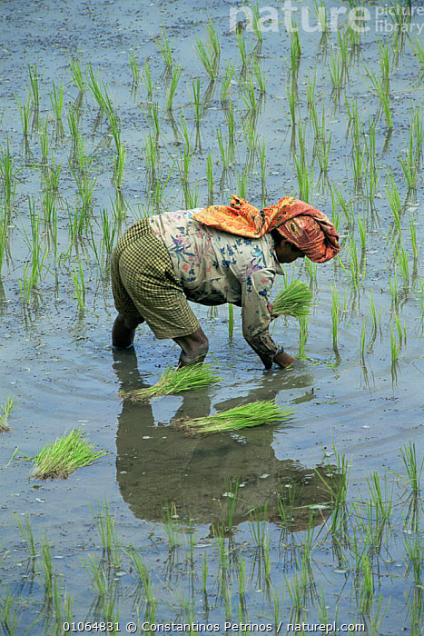 Stock photo of Man planting rice in rice field, Central Sulawesi ...