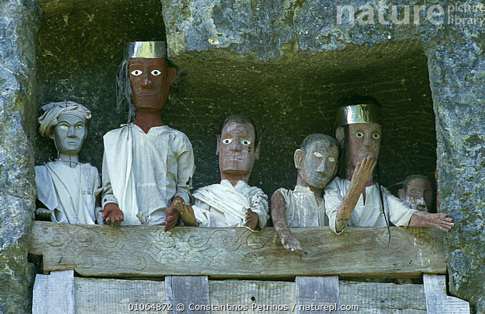Stock photo of 'Tau Tau' effigies, Tana Toraja, Central Sulawesi ...