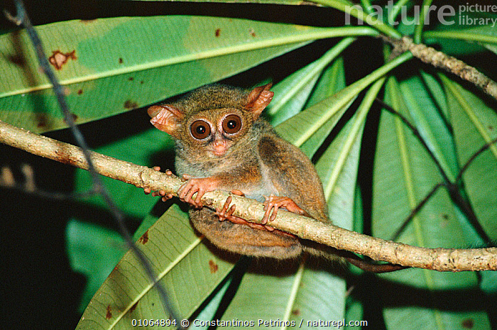 Stock photo of Spectral tarsier {Tarsius tarsier / spectrum / fuscus ...