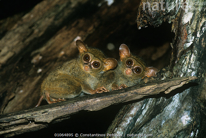 Stock photo of Two Spectral tarsiers {Tarsius tarsier / spectrum ...
