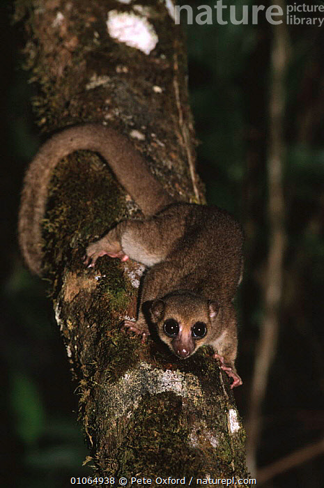 Stock photo of Greater dwarf lemur coming down tree {Cheirogaleus major ...