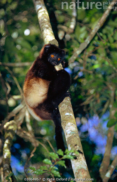 Stock photo of Milne Edwards sifaka {Propithecus diadema edwardsi ...