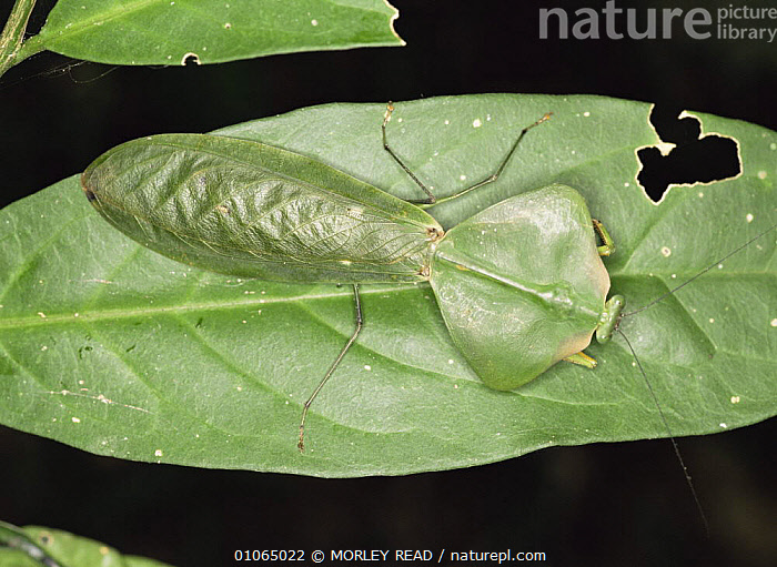 Stock photo of Leaf mimic praying mantis {Mantodea} Amazonia, Ecuador ...