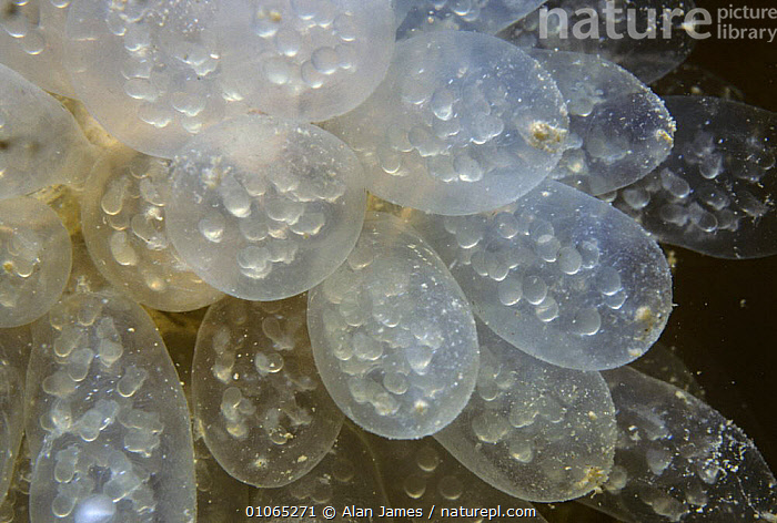 Stock photo of Squid egg mass (Loligo sp) UK. Available for sale on www ...