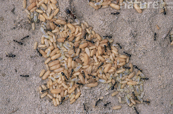 Stock photo of Eggs, larvae and pupae of Ants {Formicidae} Spain ...