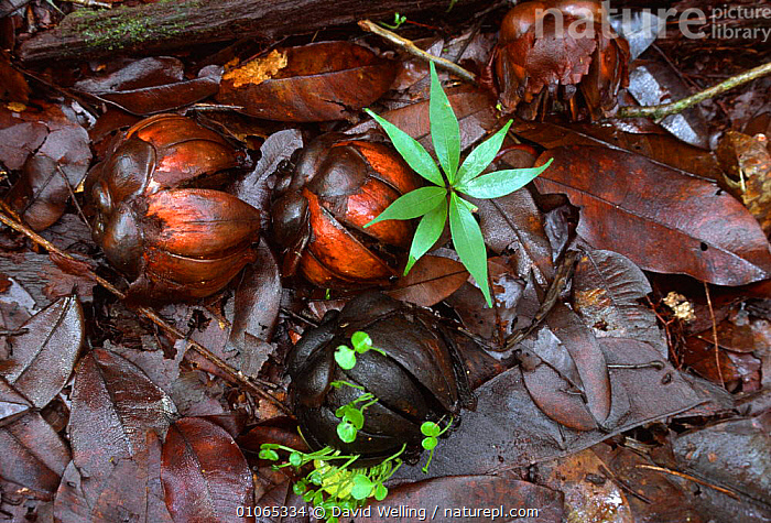 Stock photo of Seeds germinating on rainforest floor, Canaima NP ...