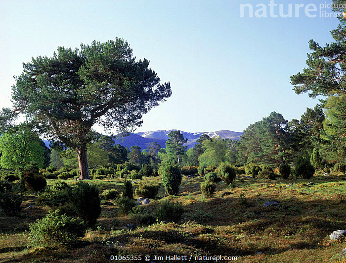 Stock photo of Ancient pine forest Rothimercus Forest, Scotland ...