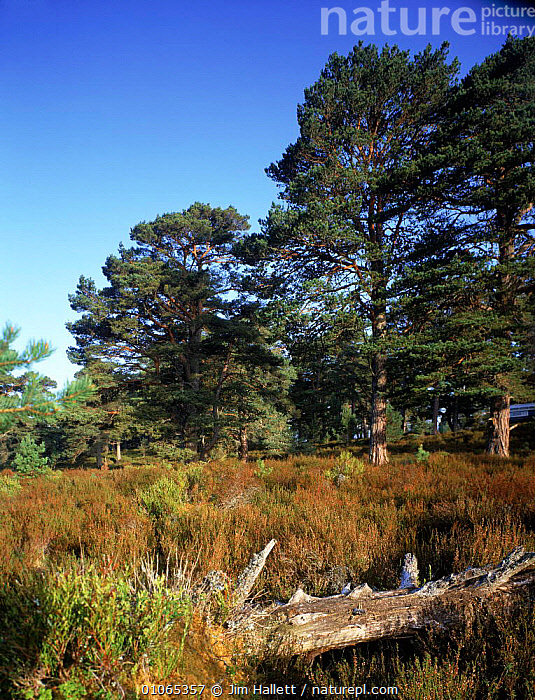 Stock photo of Ancient pine forest Rothimercus Forest, Scotland ...