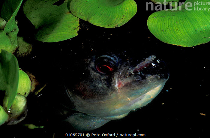 Stock photo of Piranha under aquatic plants {Serrasalmus sp} captive ...