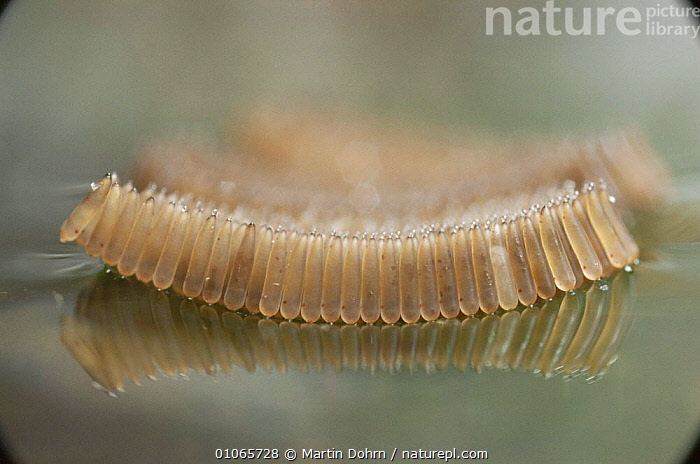 Stock photo of Mosquito {Culex pipiens} egg raft floating on water. C ...