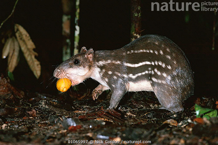 Stock photo of Paca {Agouti paca} eating fallen fruit, Amazonia, Brazil ...