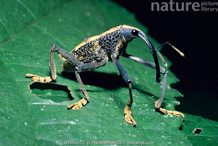 Stock photo of Bark weevil portrait male {Rhinastus latesternus} Peru ...