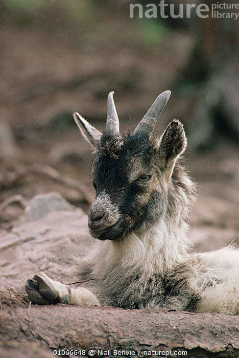 Stock photo of Feral goat kid {Capra hircus} Inverness, Scotland ...